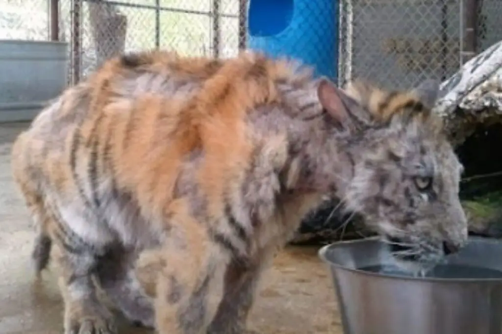 Sick Tiger with Missing Stripes Rescued from Circus: Awesome ...