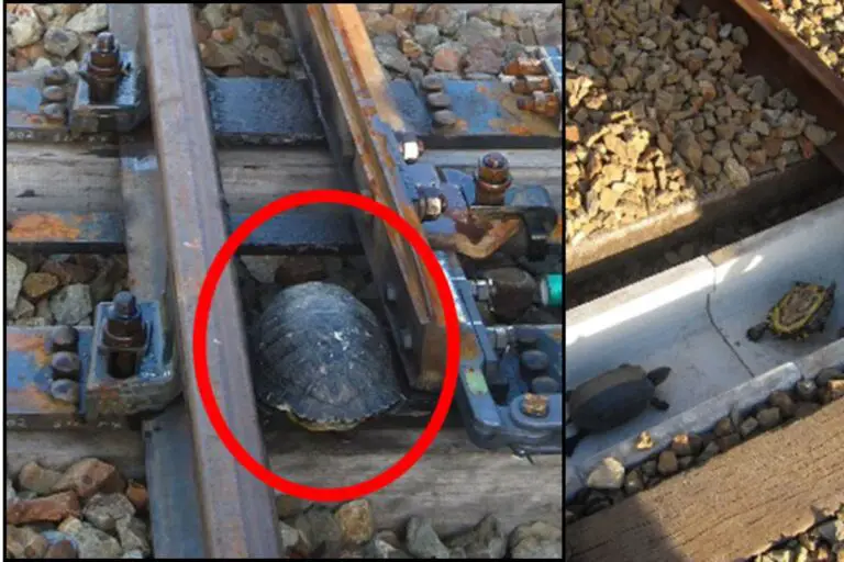 Turtle Tunnels Built by Japan Railways | Assorted Animals