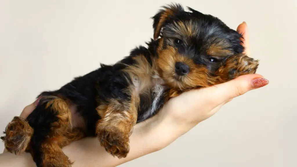 4 Things to Consider Before Getting a Puppy | Assorted Animals