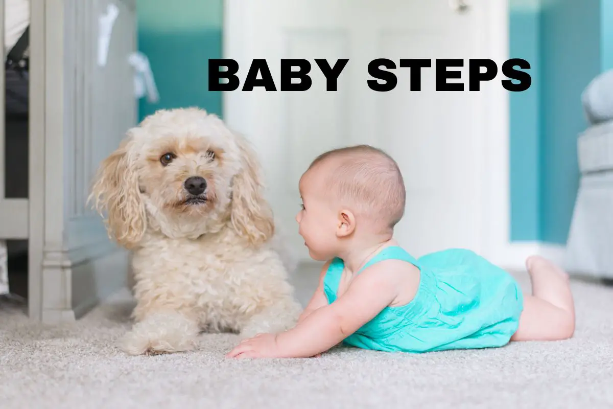 6 Expert Tips to Cure Your Dog's Separation Anxiety Fast | Assorted Animals